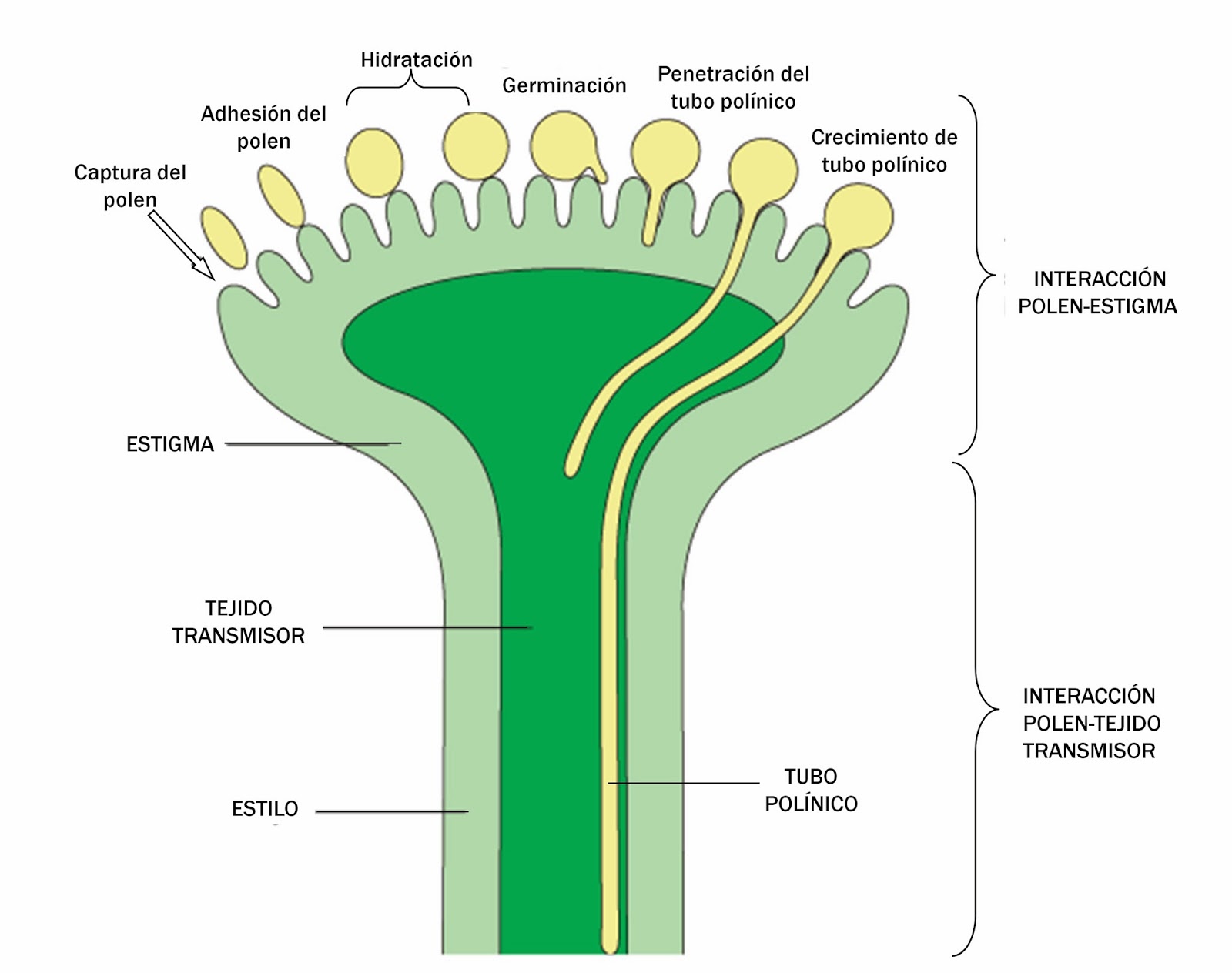 Universo Botánico: La polinización